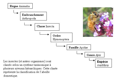 Classification des insectes