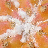 Les insectes de nos jardins: Cochenilles (scale insects)