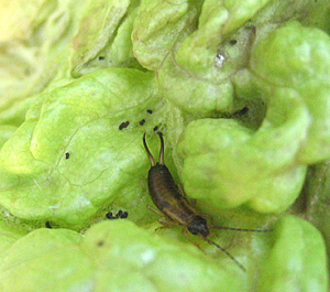 Les insectes de nos jardins: Perce-oreilles