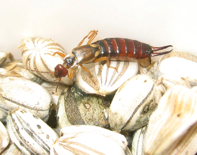 Les insectes de nos jardins: Perce-oreilles