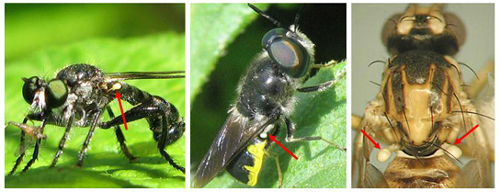 Les insectes de nos jardins: Mouches