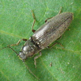 Les insectes de nos jardins: Taupins, Vers fil-de-fer (Click beetles)