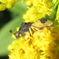 Les insectes de nos jardins: Punaises embusquées