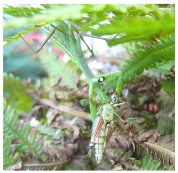 Les insectes de nos jardins: Mantes religieuses