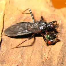 Les insectes de nos jardins: Réduves (assassin bugs)